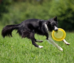 Aktivitetsleke Hund | Stimuler både kropp og hode
